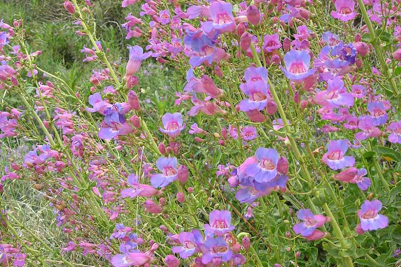 Penstemon Spectabilis