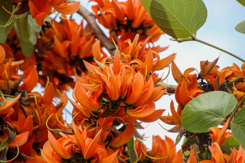 Butea monosperma (Flame of the Forest)