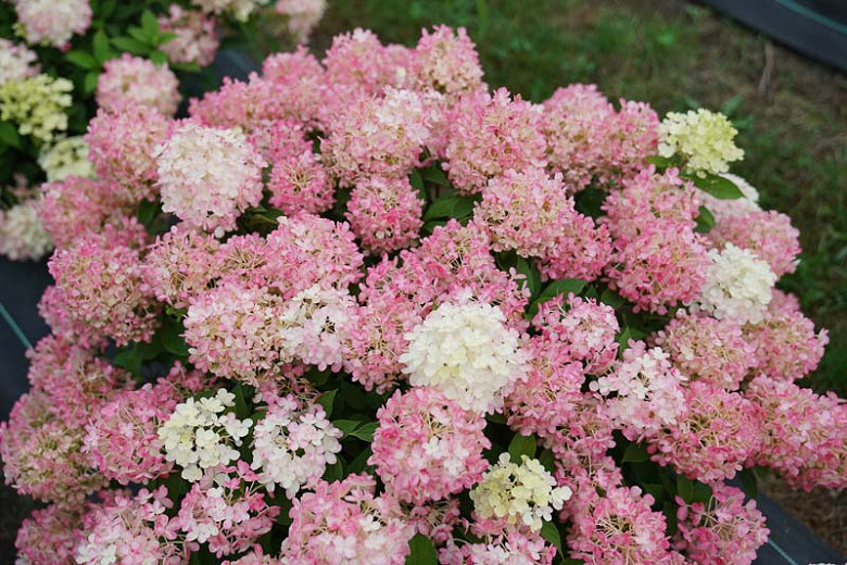 Hydrangea paniculata Fire Light Tidbit®