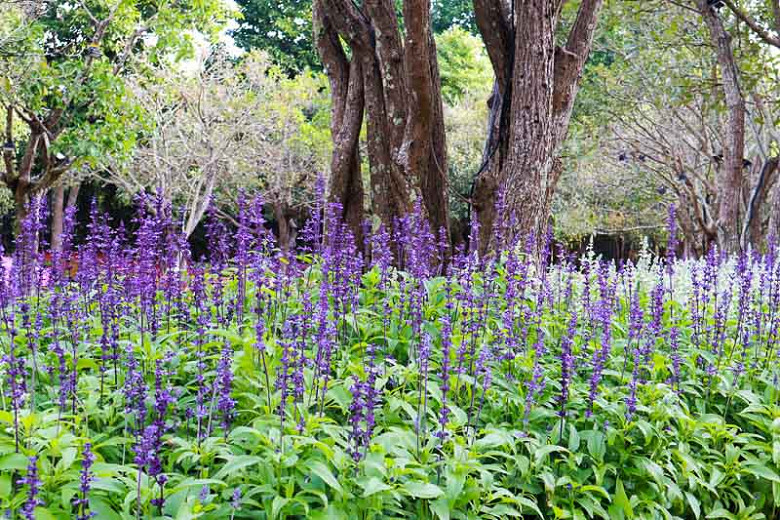Salvia farinacea (Mealy Cup Sage): A sky blue beauty