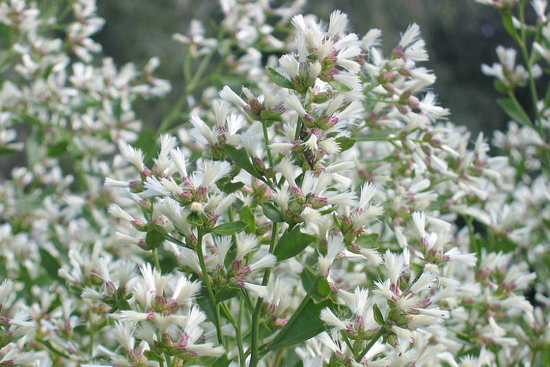 Baccharis Halimifolia Winter