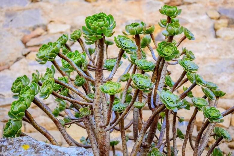 Aeonium arboreum