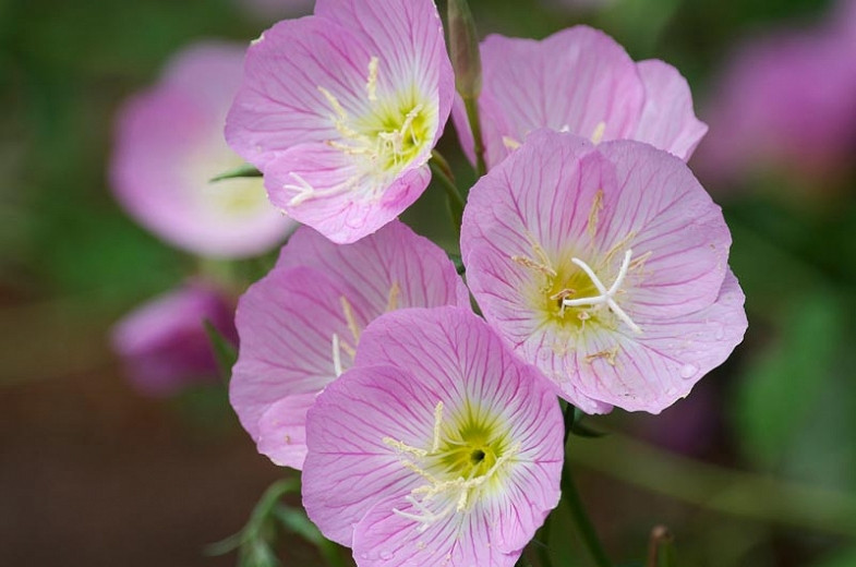 Pink Evening Primrose Plant