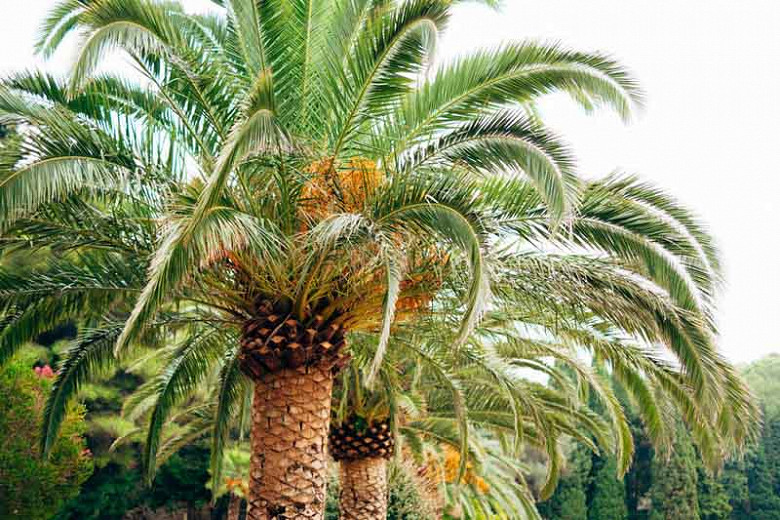 Phoenix Canariensis | ubicaciondepersonas.cdmx.gob.mx