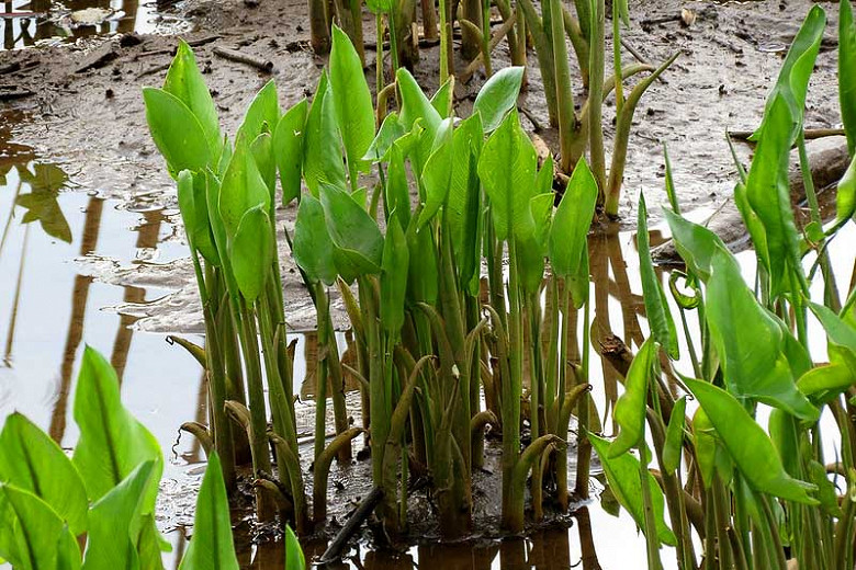 Peltandra virginica (Green Arrow Arum)