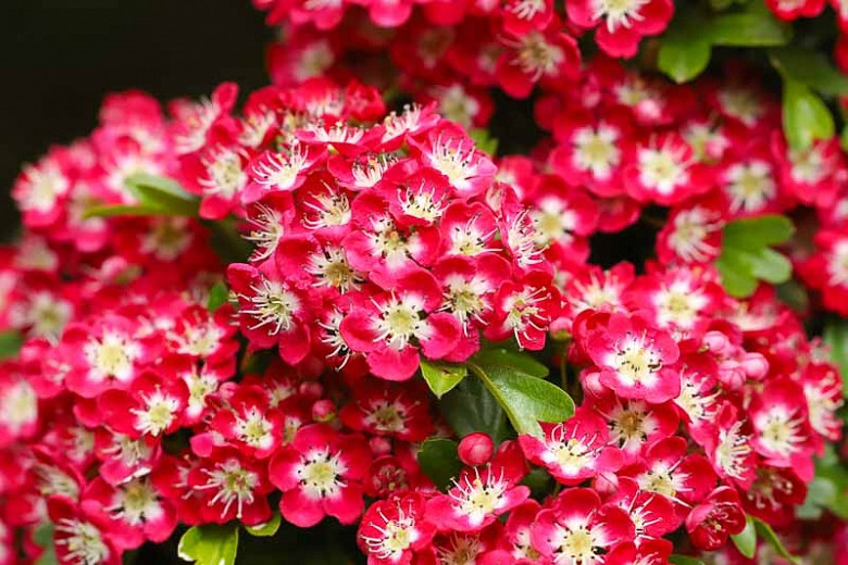 Red Hawthorn Flower Meaning | Best Flower Site