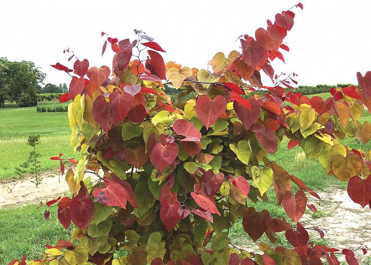 Eastern Redbud Tree In Summer