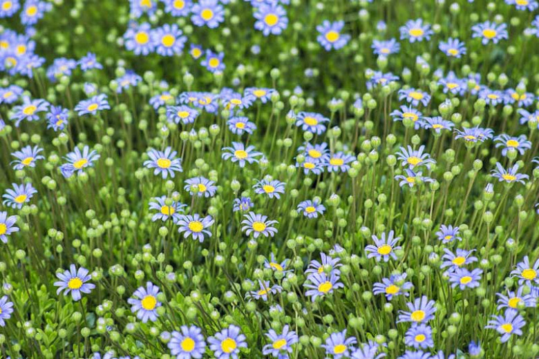 Blue Daisy Flower Images