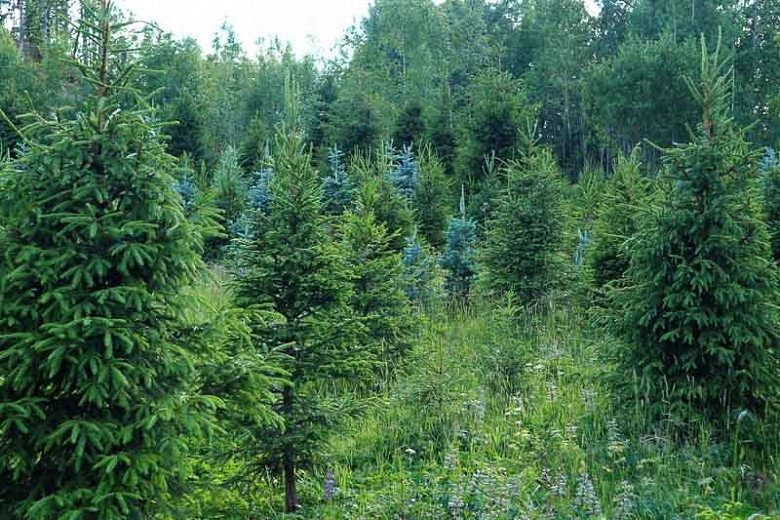 Abies Fraseri Fraser Fir