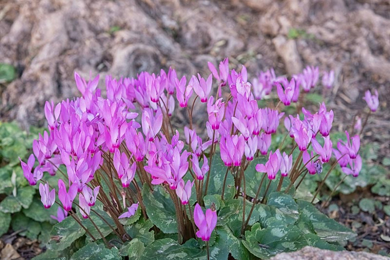 Cyclamen persicum (Persian Cyclamen)