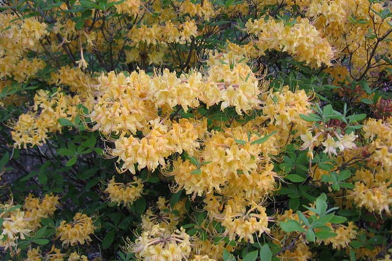 Rhododendron austrinum (Florida Flame Azalea)
