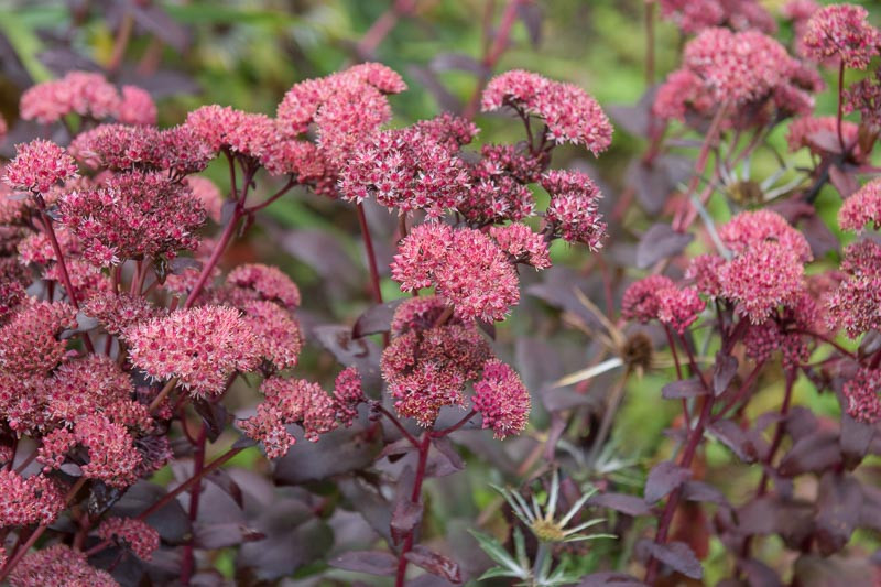 Sedum 'Bertram Anderson' (Stonecrop)