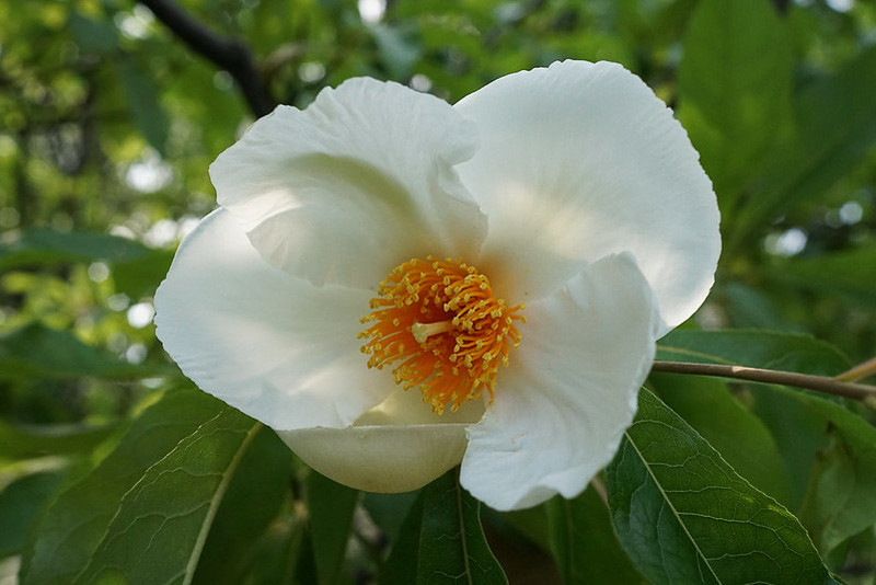 Franklinia alatamaha (Franklin Tree)