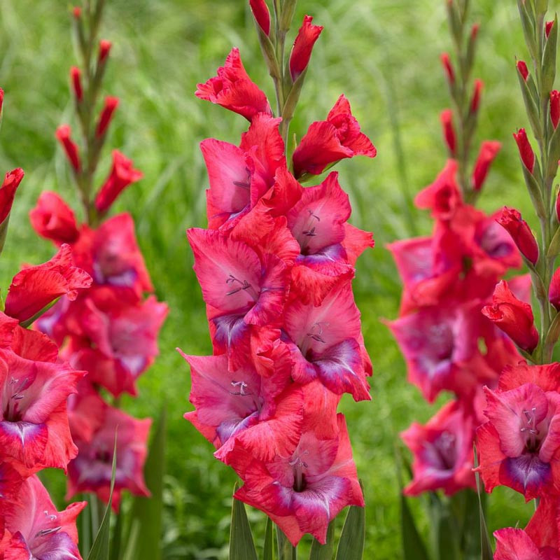 Gladiolus 'Lumiere' (Sword Lily)