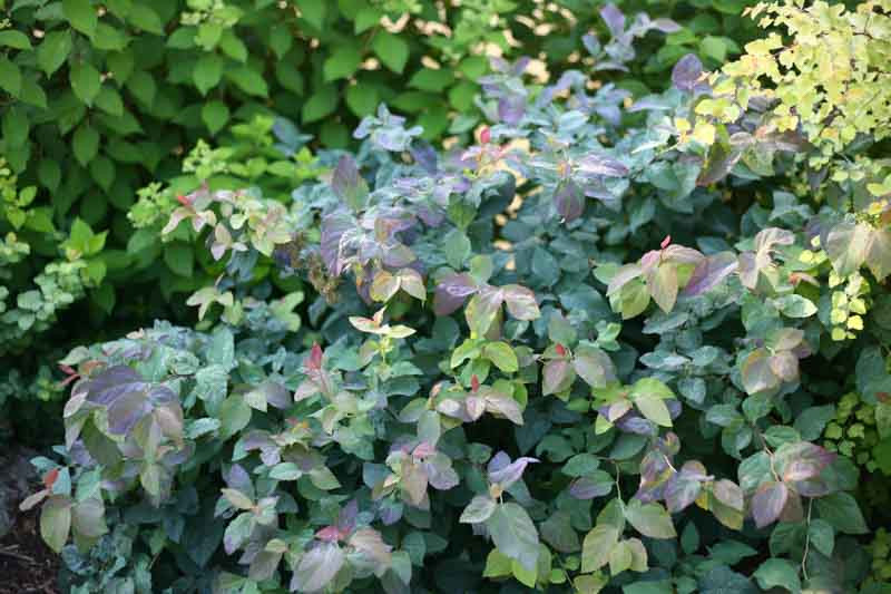 Spiraea Double Play® Blue Kazoo® (Spirea)