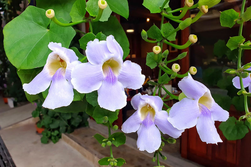 Thunbergia grandiflora (Blue Trumpet Vine)