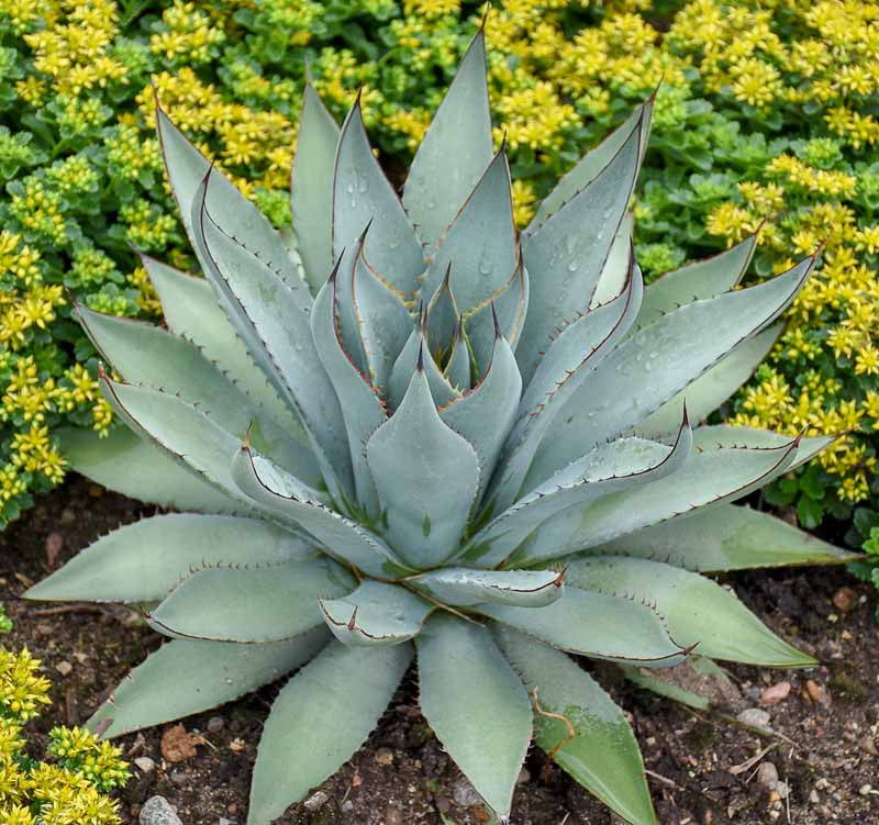 Mangave 'Blue Dart'
