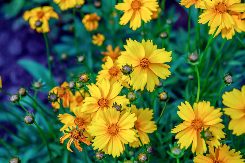 Coreopsis pubescens (Star Tickseed)