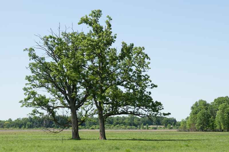 Quercus macrocarpa (Bur Oak)