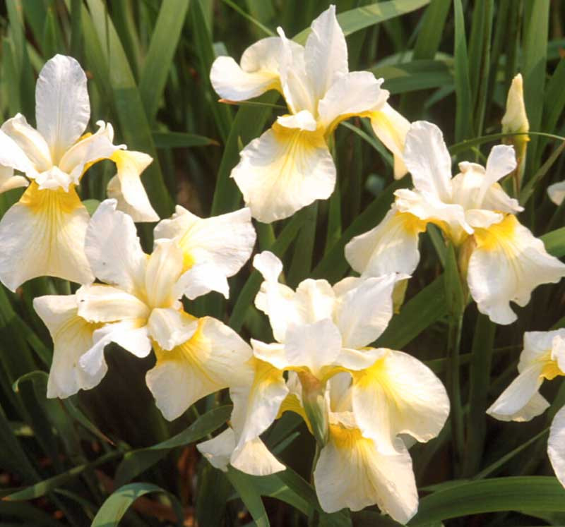 Iris sibirica 'Butter and Sugar' (Siberian Iris)