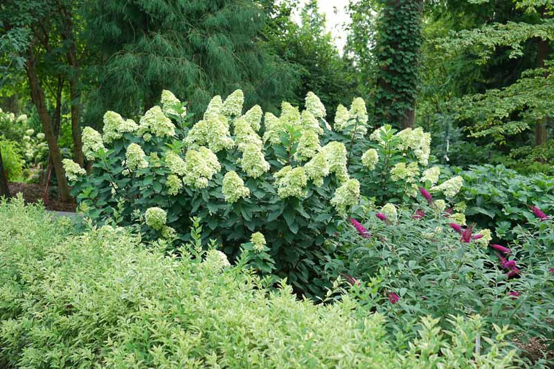 Hydrangea paniculata Limelight Prime