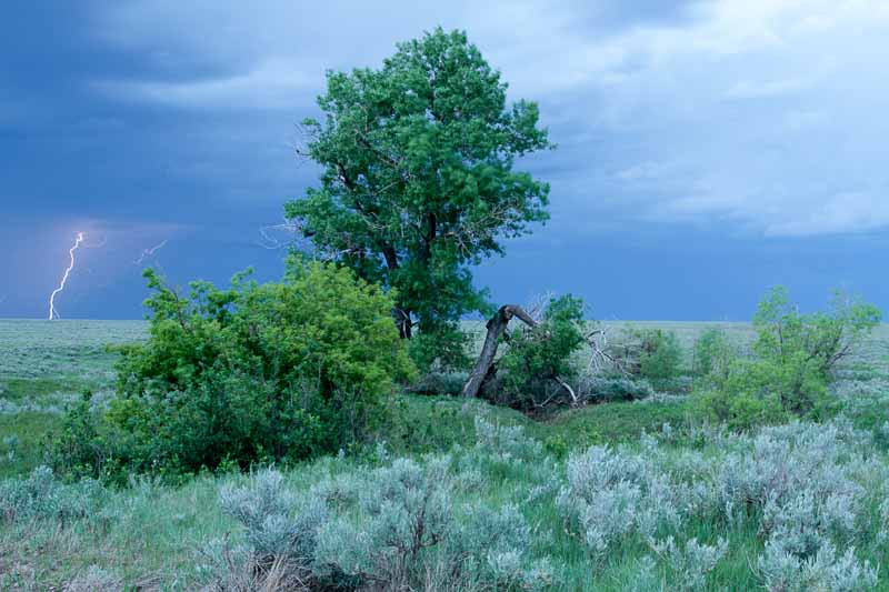 Populus deltoides (Eastern Cottonwood)