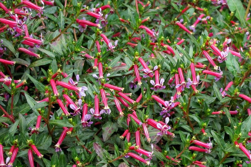 Cuphea 'Starfire Pink' (Cigar Plant)