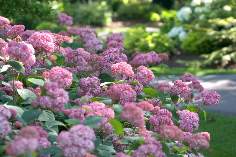 Hydrangea arborescens Invincibelle® Spirit (Smooth Hydrangea)