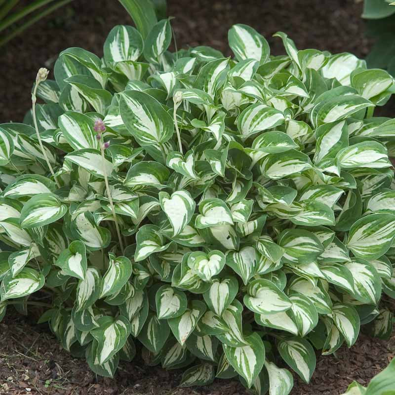 Hosta 'Pandora's Box' (Plantain Lily)