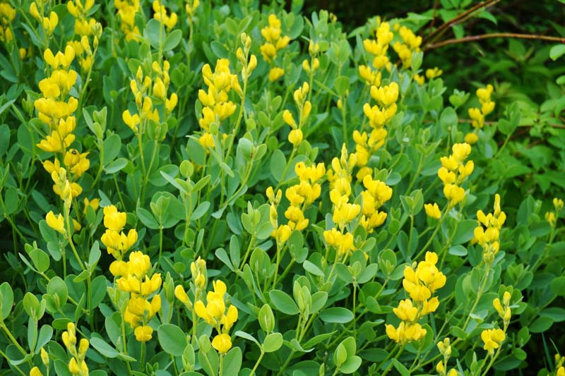Baptisia sphaerocarpa (Yellow Wild Indigo)