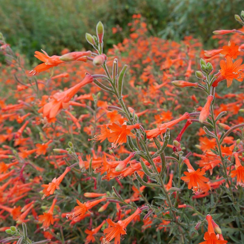 Epilobium canum 'Dublin' (California Fuchsia)
