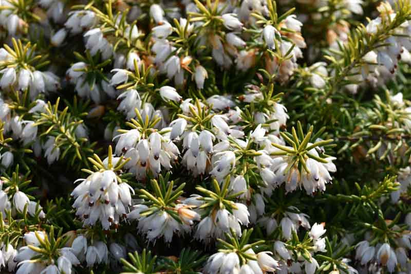 Erica carnea 'Golden Starlet' (Winter Heath)