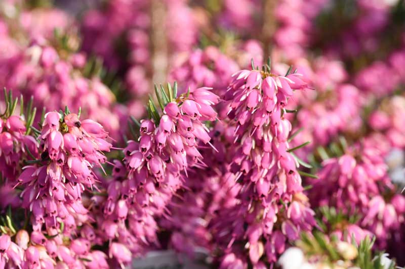 Erica carnea 'Myretoun Ruby' (Winter Heath)