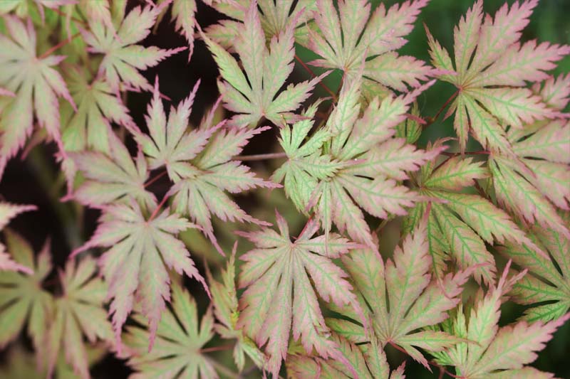 Acer palmatum 'Ariadne' (Japanese Maple)