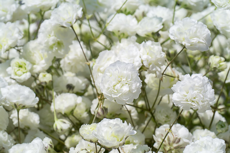 Gypsophila paniculata (Baby's Breath)