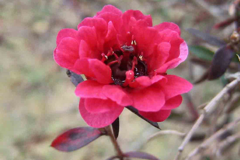 Leptospermum scoparium 'Ruby Glow' (Tea Tree)