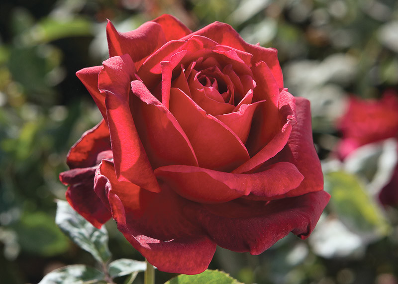 Rosa 'Oklahoma' (Hybrid Tea Rose)