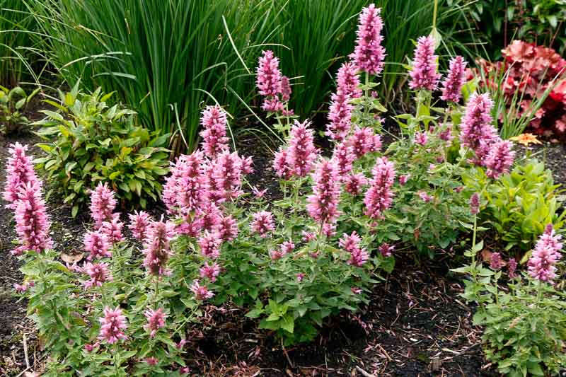 Agastache POQUITO Lavender (Dwarf Hummingbird Mint)