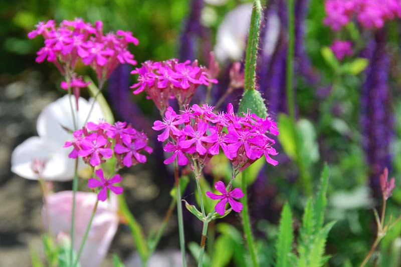 Silene armeria (Garden Catchfly)