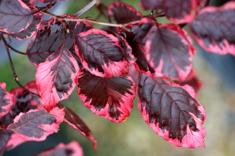 Fagus sylvatica 'Purpurea Tricolor' (European Beech)