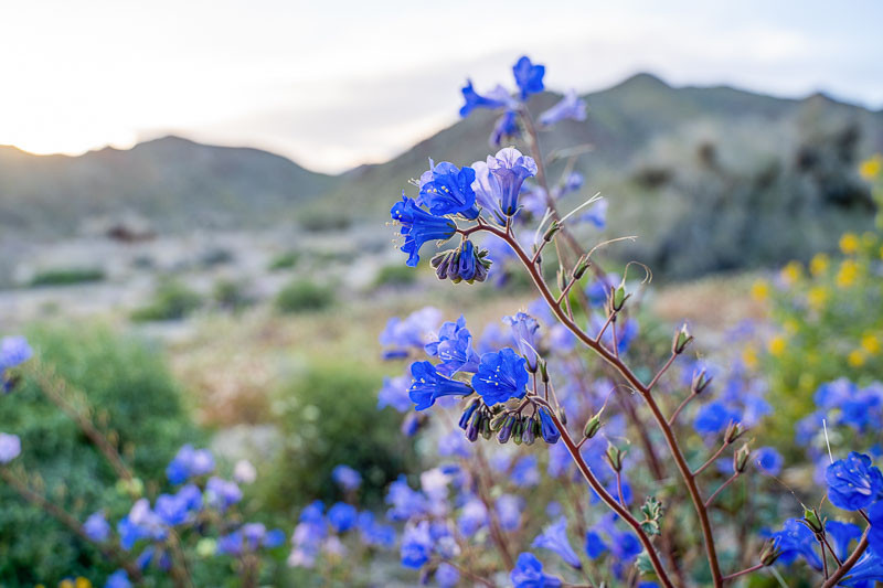 Phacelia campanularia (Desert Bluebell)
