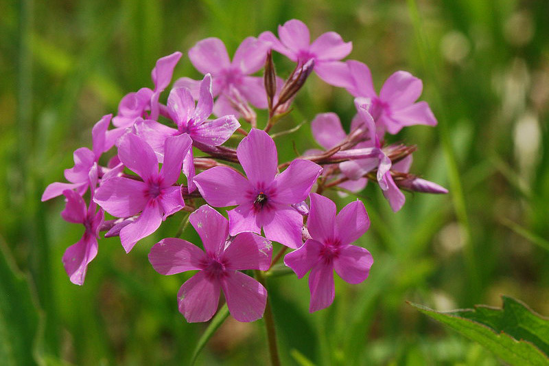 Phlox pilosa (Prairie Phlox)