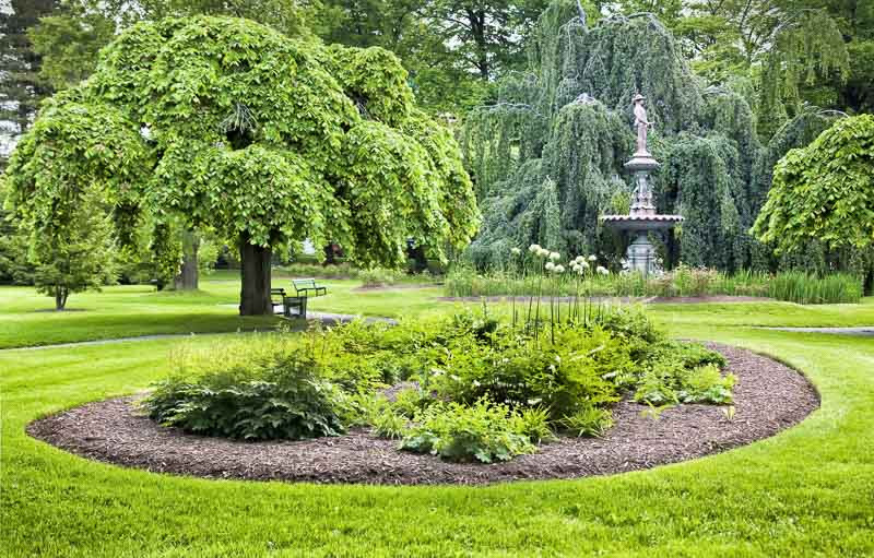 Ulmus glabra 'Camperdownii' (Scotch Elm)
