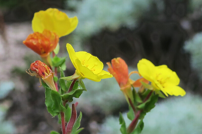 Camissoniopsis cheiranthifolia (Beach Primrose)