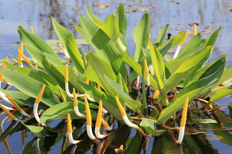 Orontium aquaticum (Golden Club)