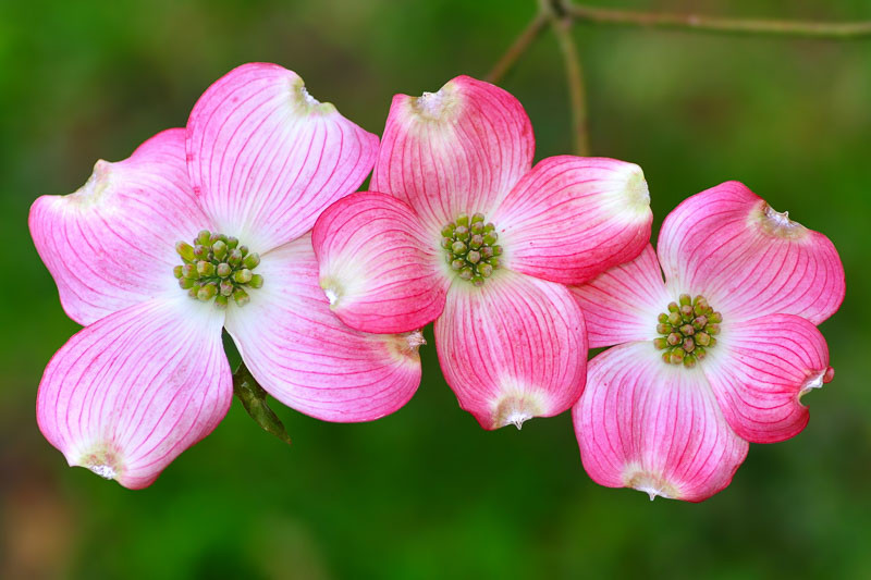 Cornus florida f. rubra (Pink Flowering Dogwood)