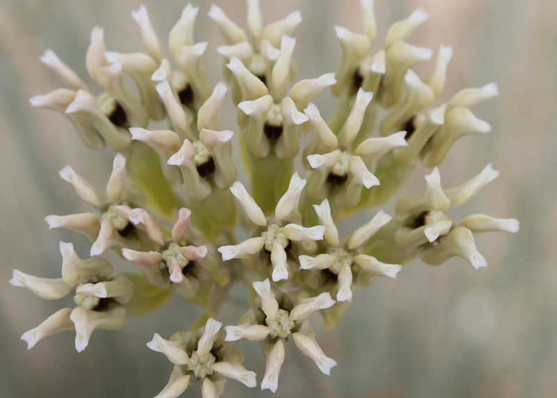 Asclepias subulata (Rush Milkweed)