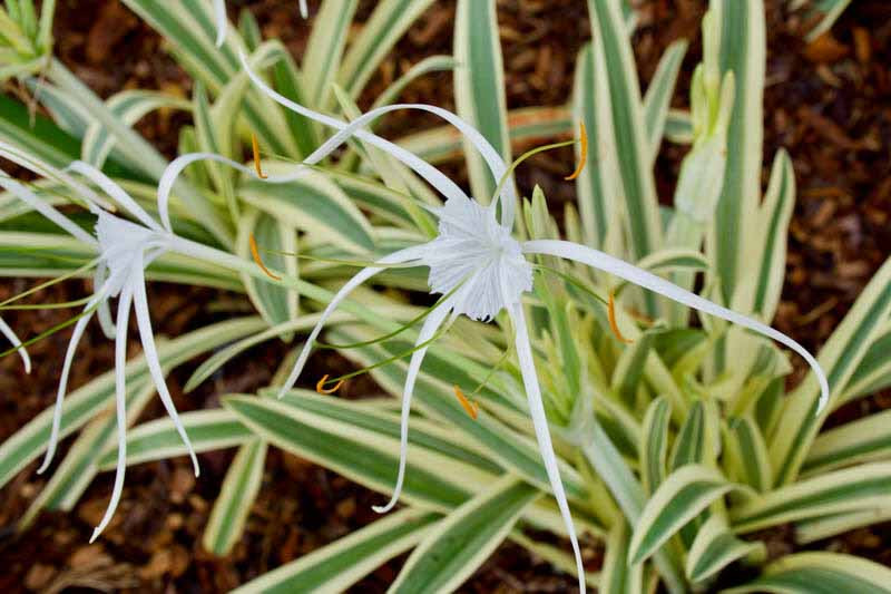 Hymenocallis caribaea 'Variegata' (Caribbean Spider Lily)