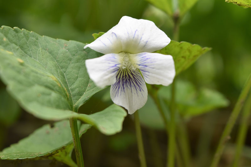 Viola blanda (Sweet White Violet)