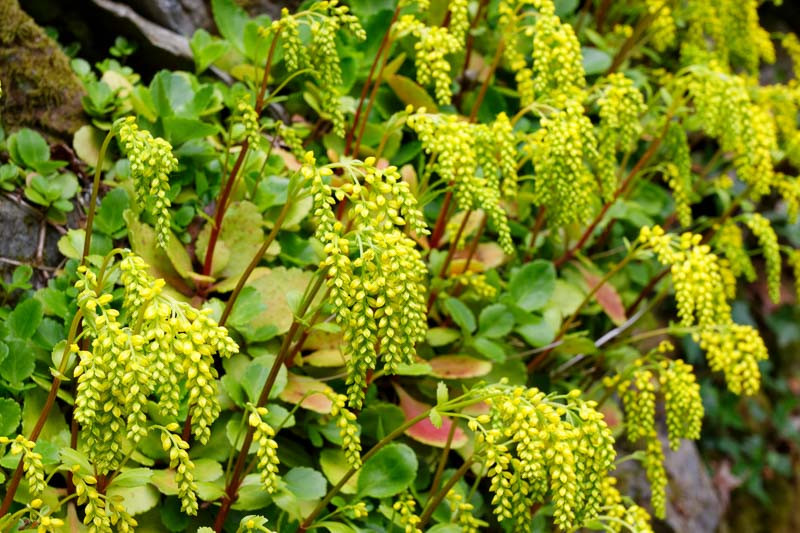 Umbilicus oppositifolius (Lamb's Tail)
